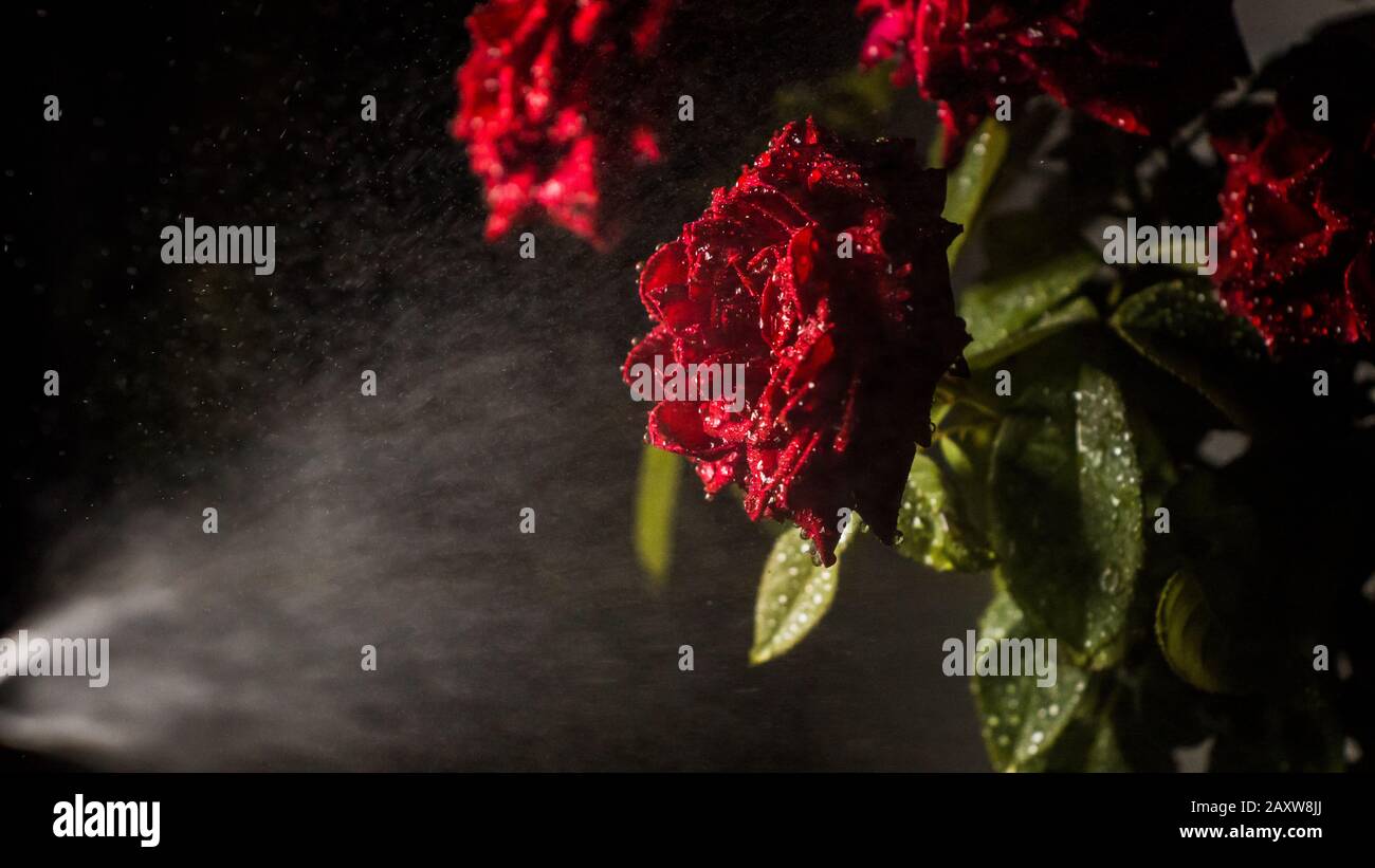 Red Rose with water spray shower. Closeup of water drops on rose petals ...