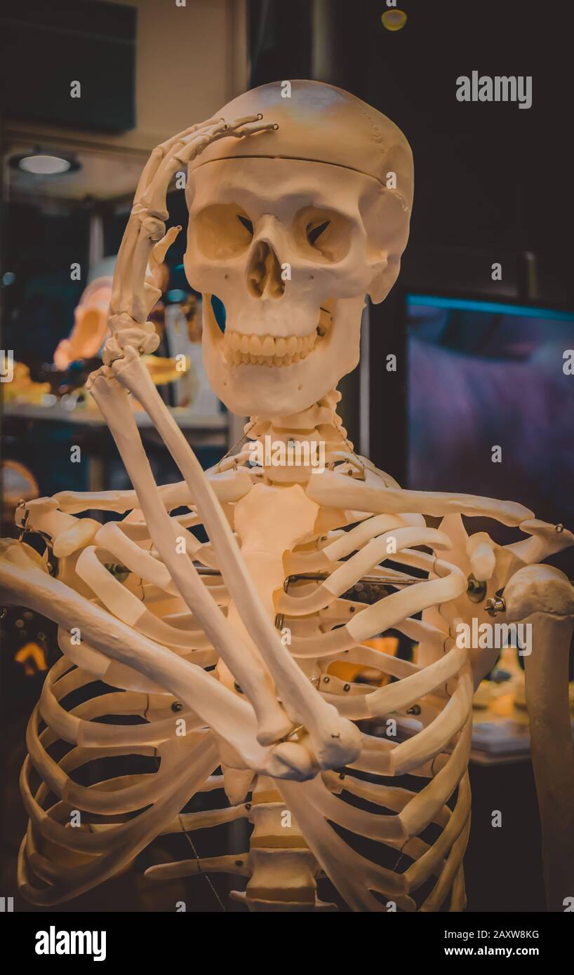 Human skeleton and layout of a human skull closeup, medical exhibit ...