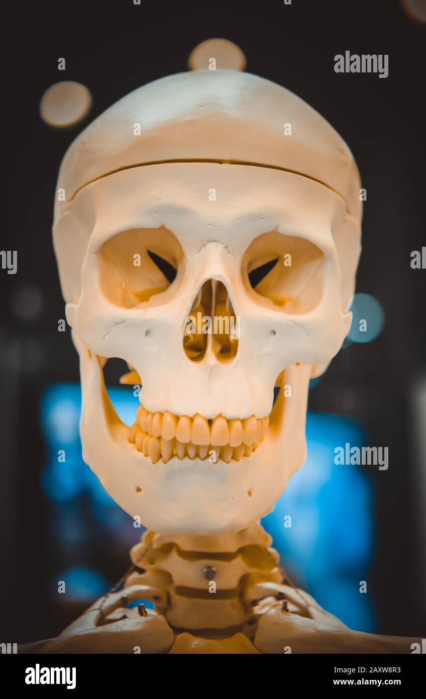 Dummy layout human skull closeup, medical exhibit Stock Photo - Alamy