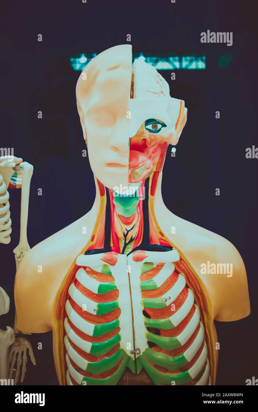 Human internal organs dummy, training dummy, detail of the face, thorax ...