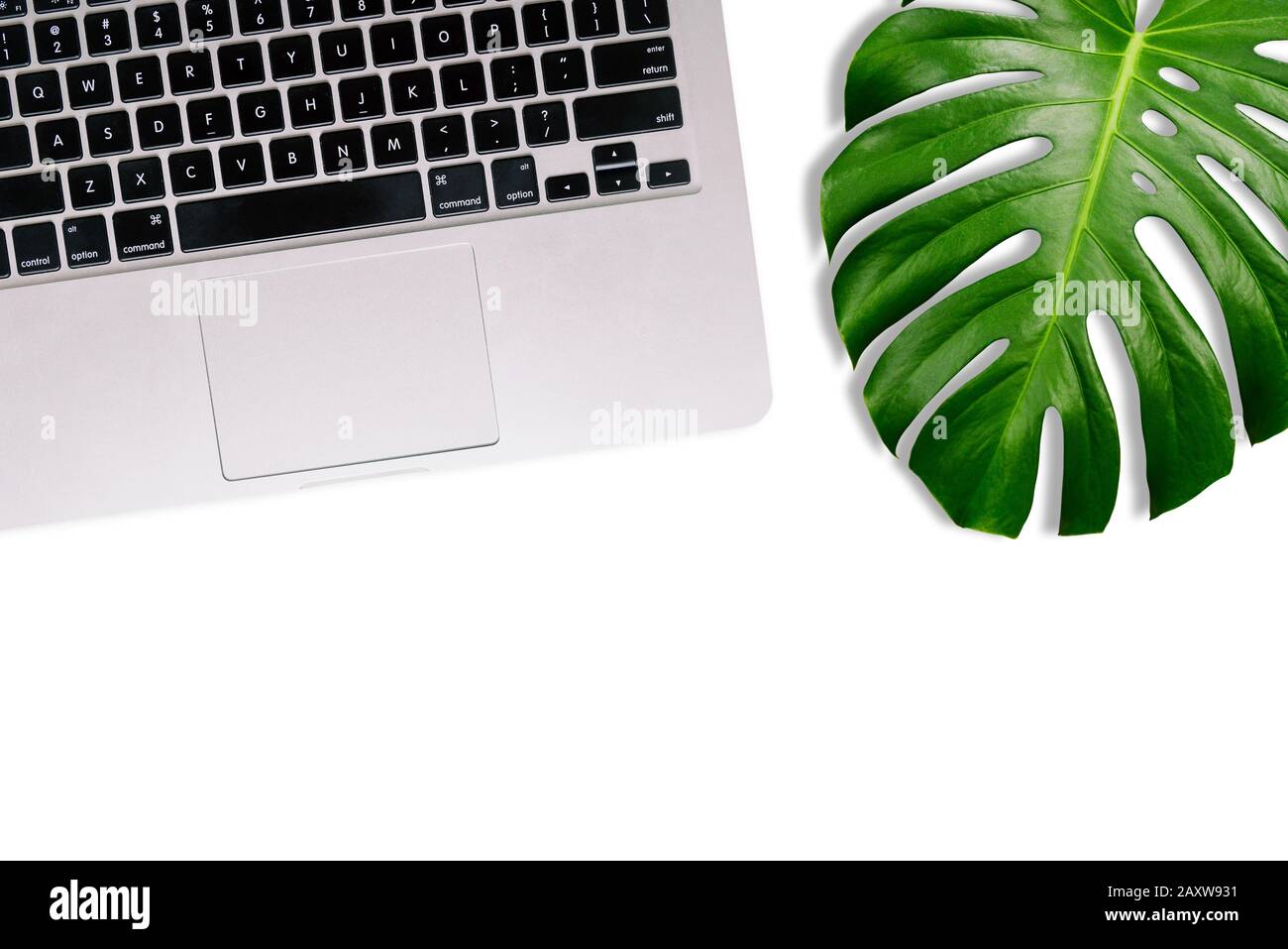 Computer and green tropical leaf on a white background with copy space ...
