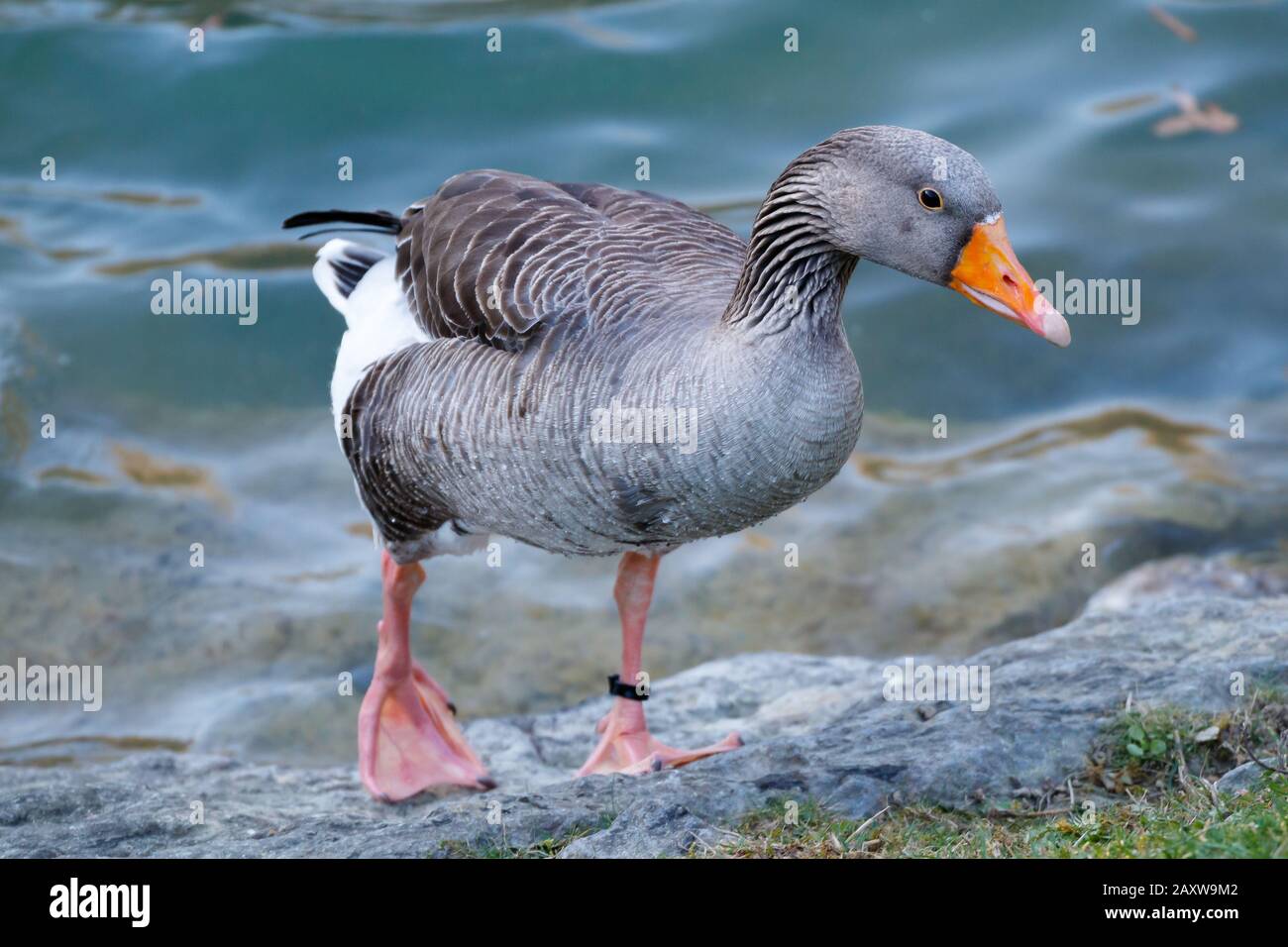 duck in a park in spain Stock Photo - Alamy