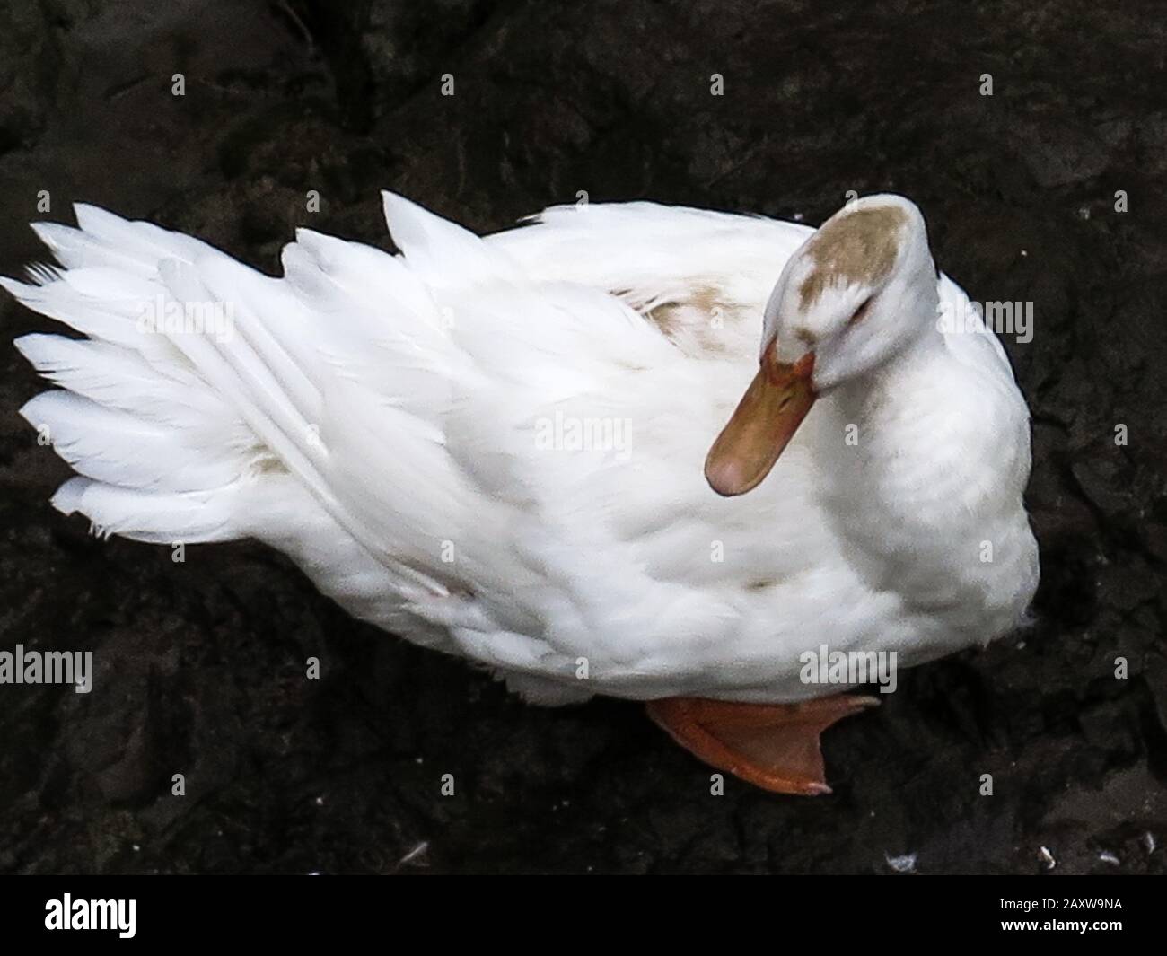 duck in a park in spain Stock Photo - Alamy