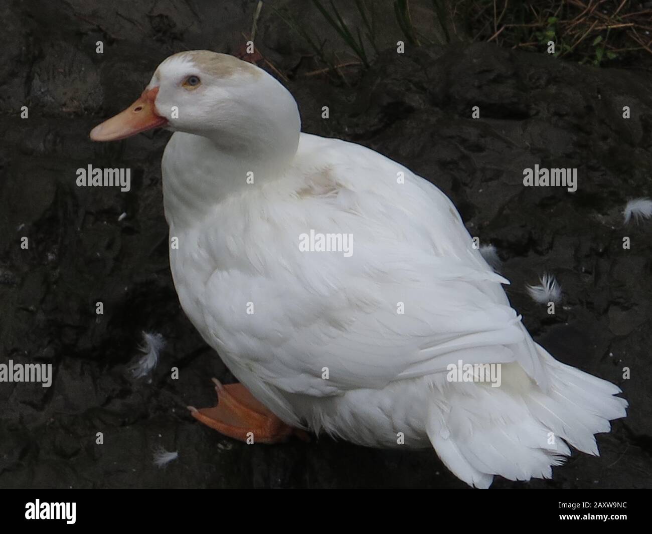 duck in a park in spain Stock Photo - Alamy