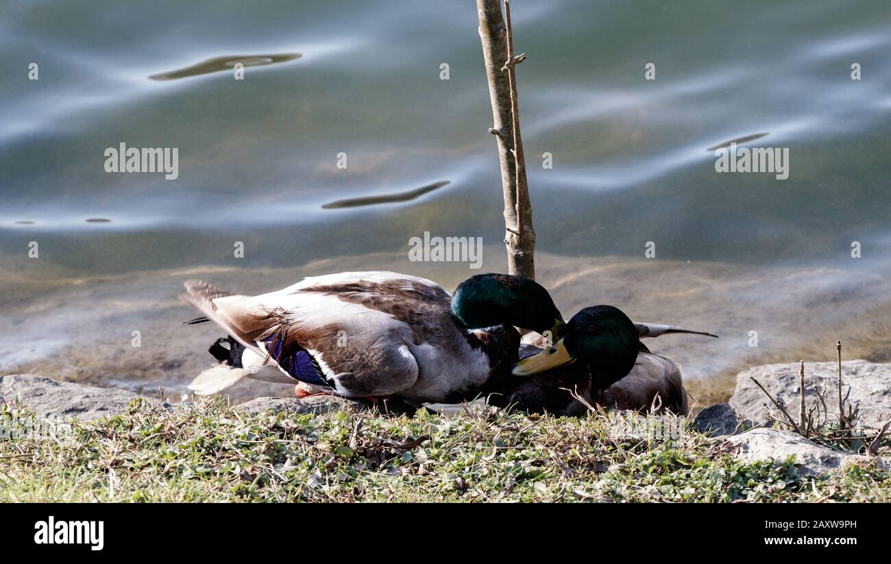 duck in a park in spain Stock Photo - Alamy