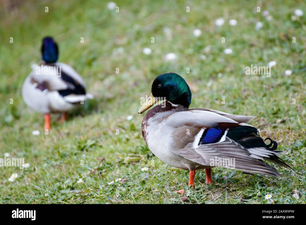 duck in a park in spain Stock Photo - Alamy