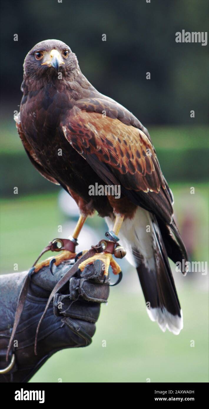 Falconry display castle hi-res stock photography and images - Alamy