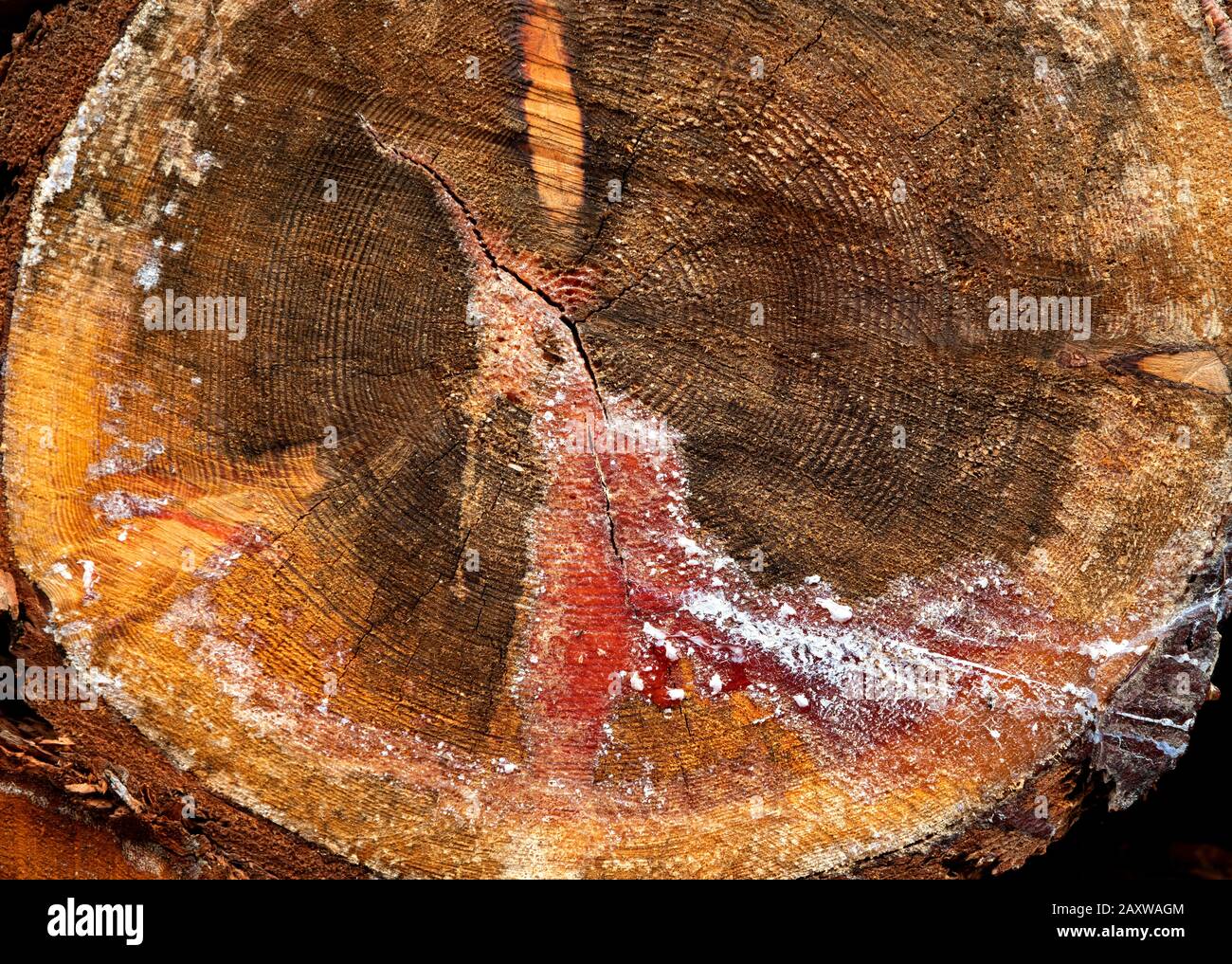 A sawn-off tree. The texture of the wood. Close-up of a cross section ...