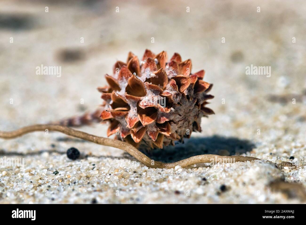 Macro photography of a Casuarina Equisetifolia seed on the sand Stock ...