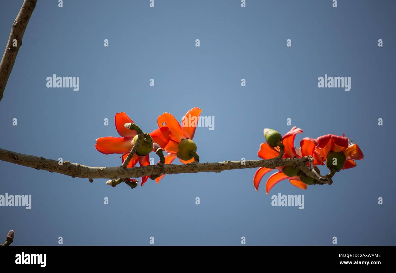 Flower of Bombax ceiba tree with blue sky background Stock Photo - Alamy