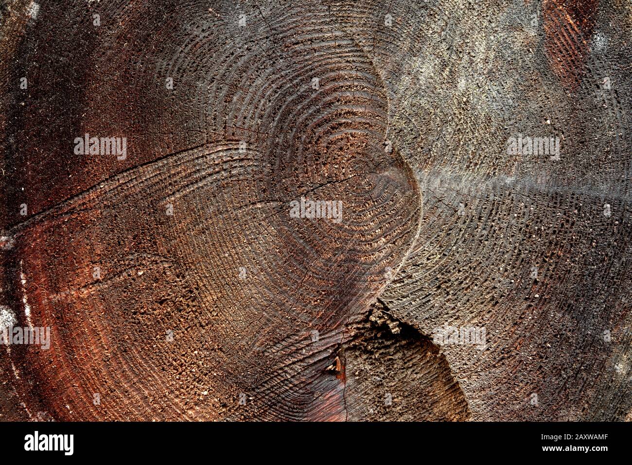 A sawn-off tree. The texture of the wood. Close-up of a cross section ...