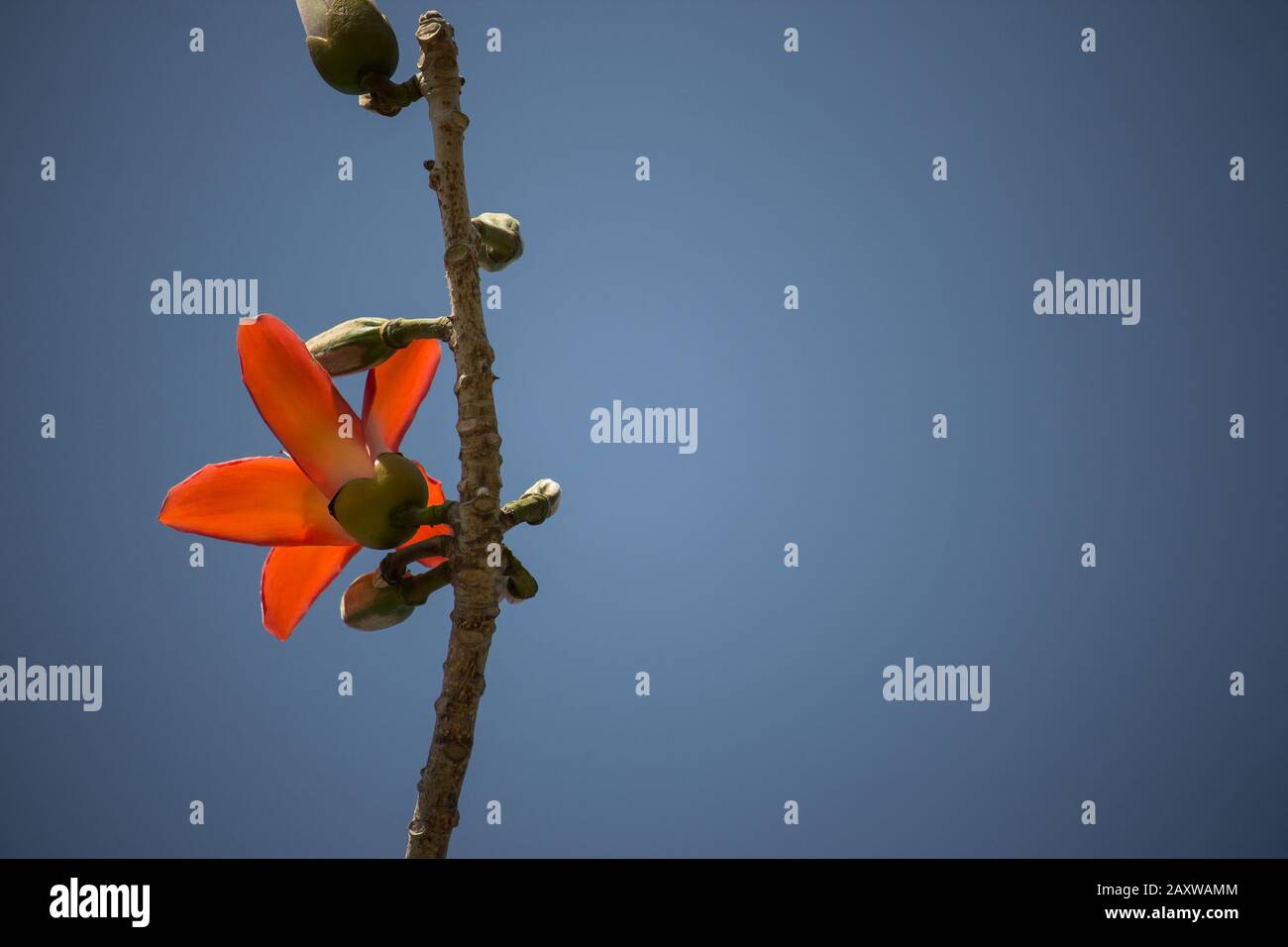 Flower of Bombax ceiba tree with blue sky background Stock Photo - Alamy
