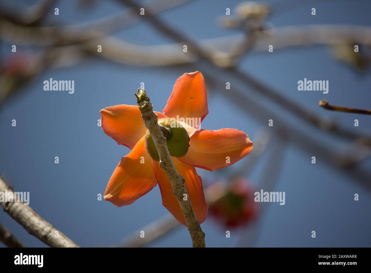 Flower of Bombax ceiba tree with blue sky background Stock Photo - Alamy