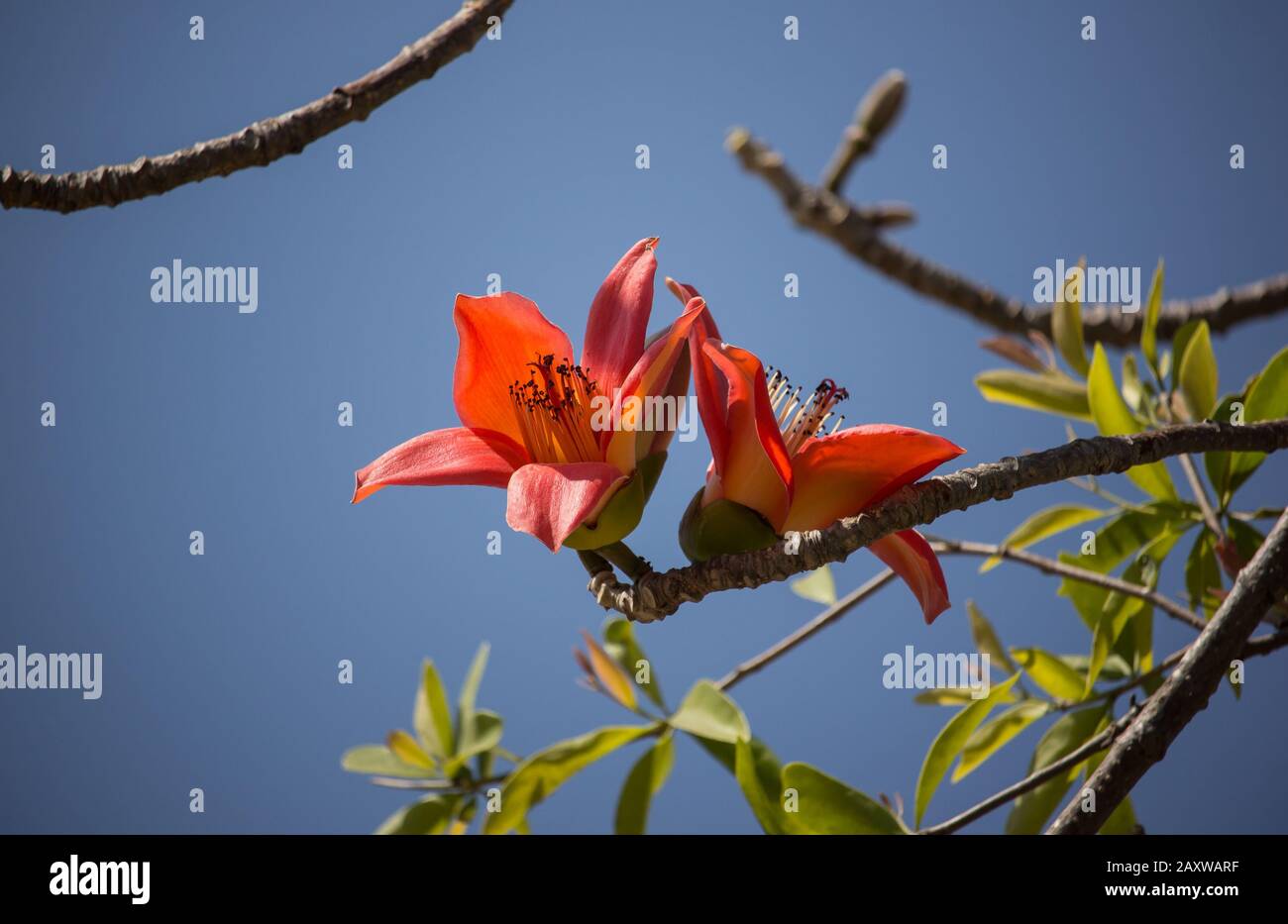 Flower of Bombax ceiba tree with blue sky background Stock Photo - Alamy