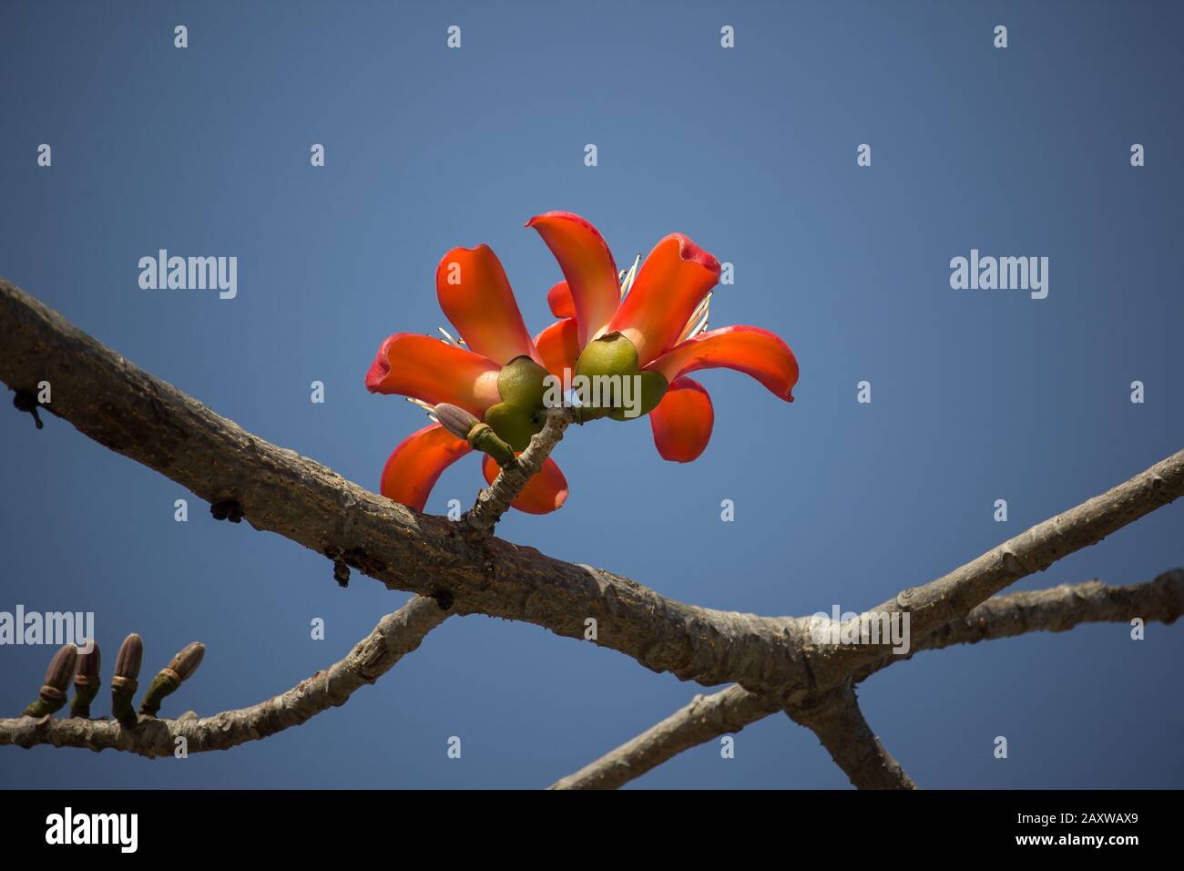 Flower of Bombax ceiba tree with blue sky background Stock Photo - Alamy