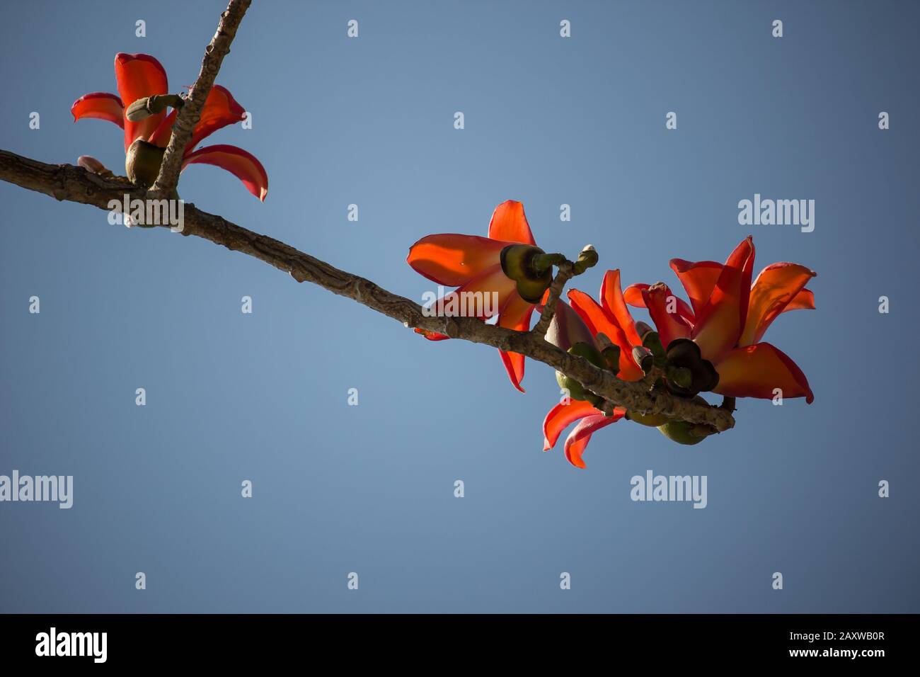 Flower of Bombax ceiba tree with blue sky background Stock Photo - Alamy