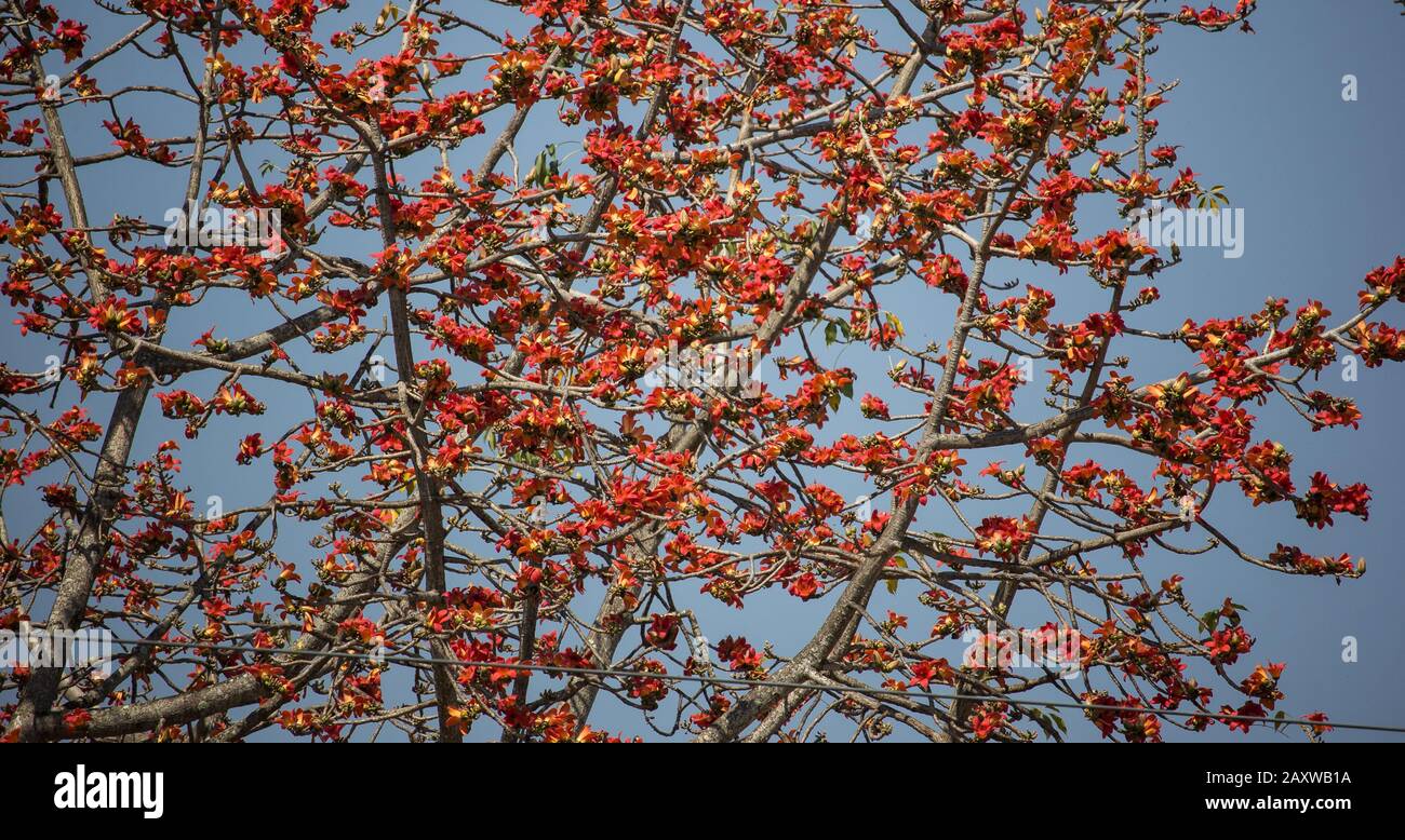 Flower of Bombax ceiba tree with blue sky background Stock Photo - Alamy