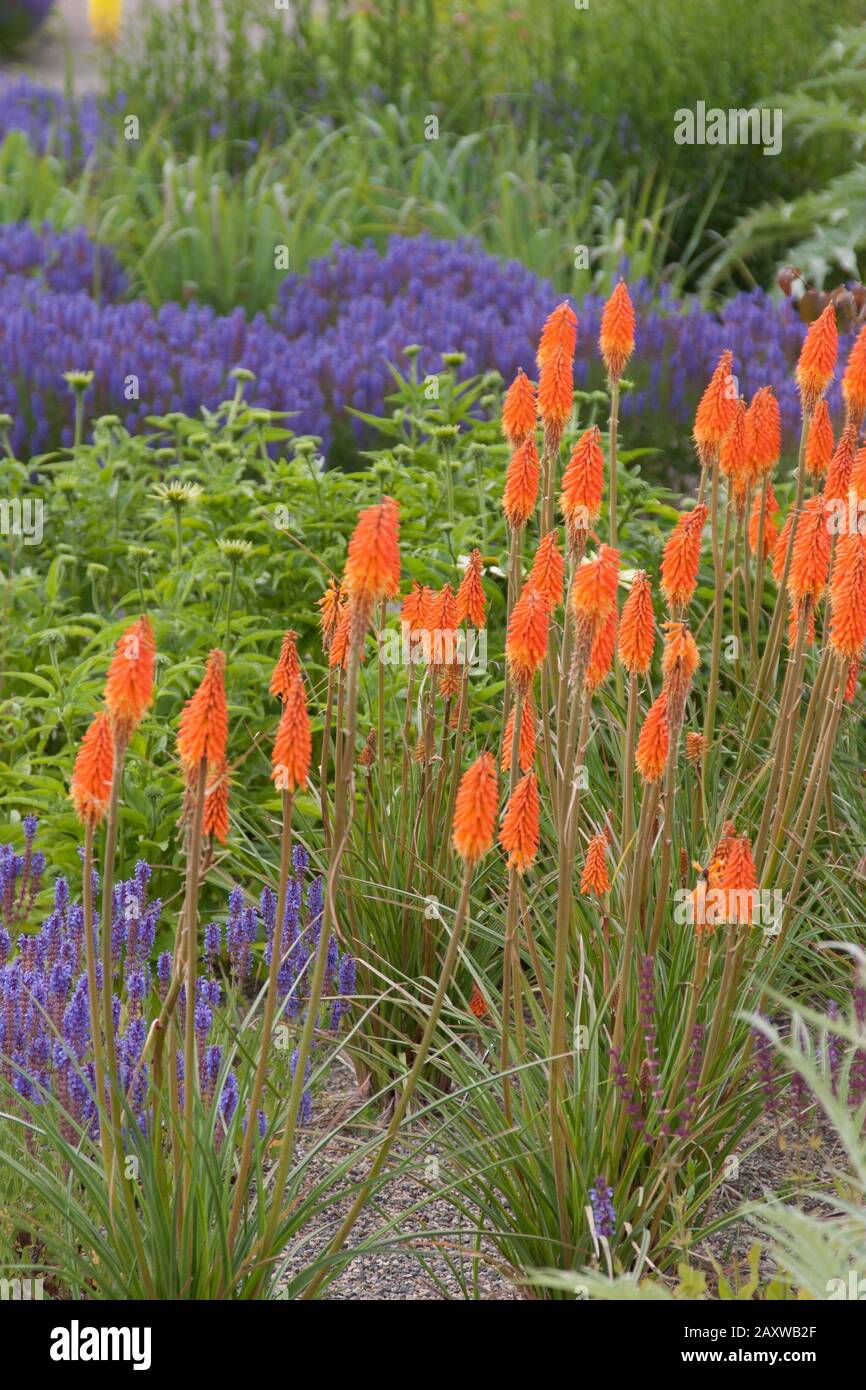 Purple And Orange Planting High Resolution Stock Photography and Images ...