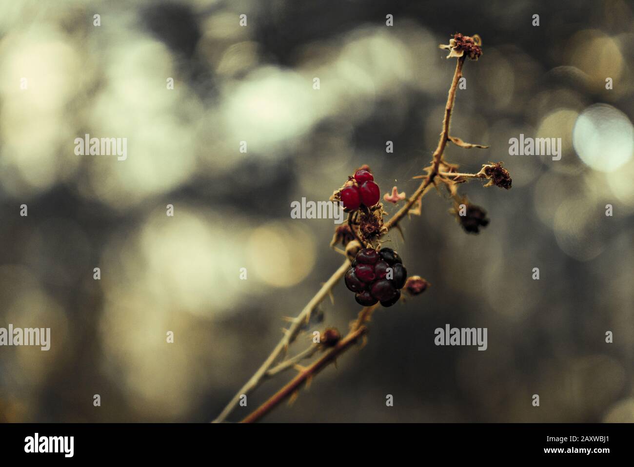 Bokeh fruit hi-res stock photography and images - Alamy
