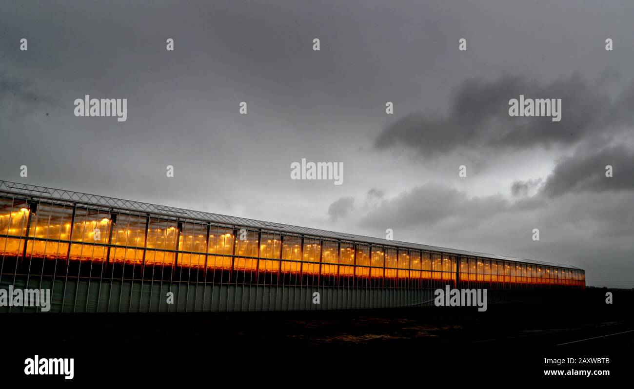 A view of one of the glasshouses at Thanet Earth in Birchington, Kent ...