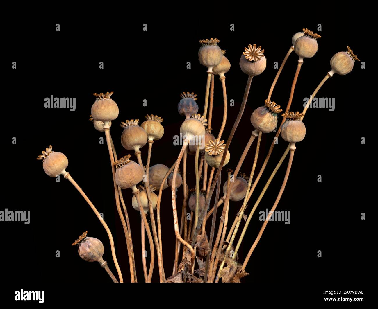 Poppy heads with crowns hi-res stock photography and images - Alamy