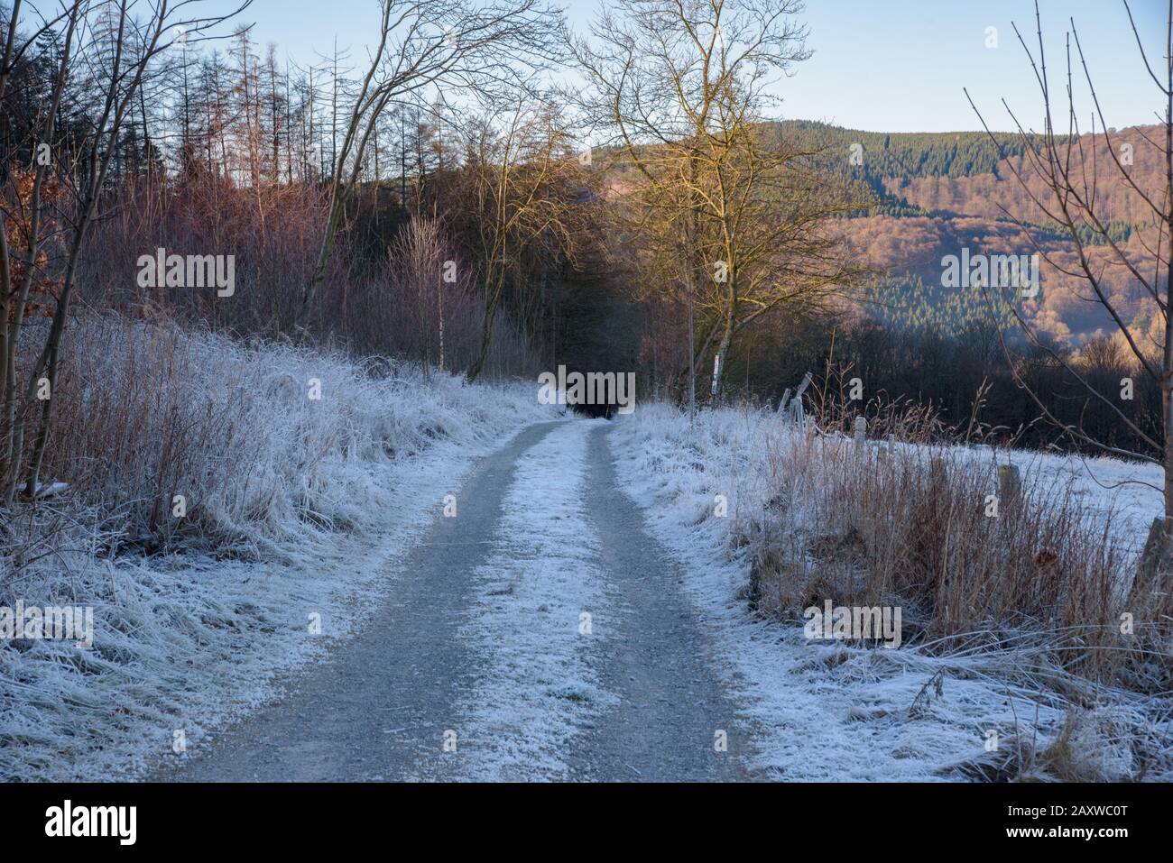 Icy forest hi-res stock photography and images - Alamy