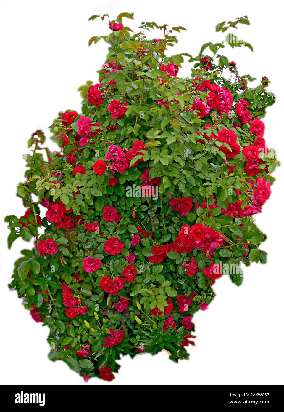 The bush is a woven red rose with green leaves on a white background ...