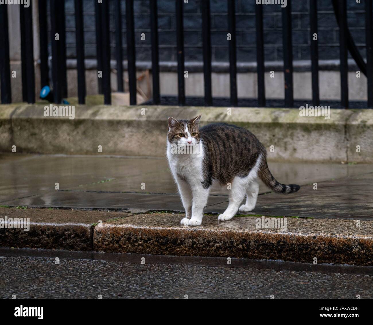 New downing street cat hi-res stock photography and images - Alamy