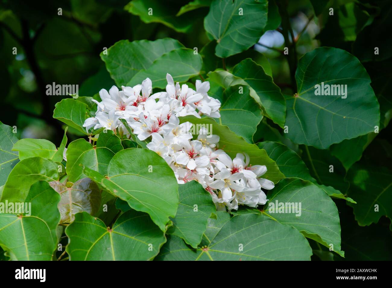 Vector dense tree hi-res stock photography and images - Alamy