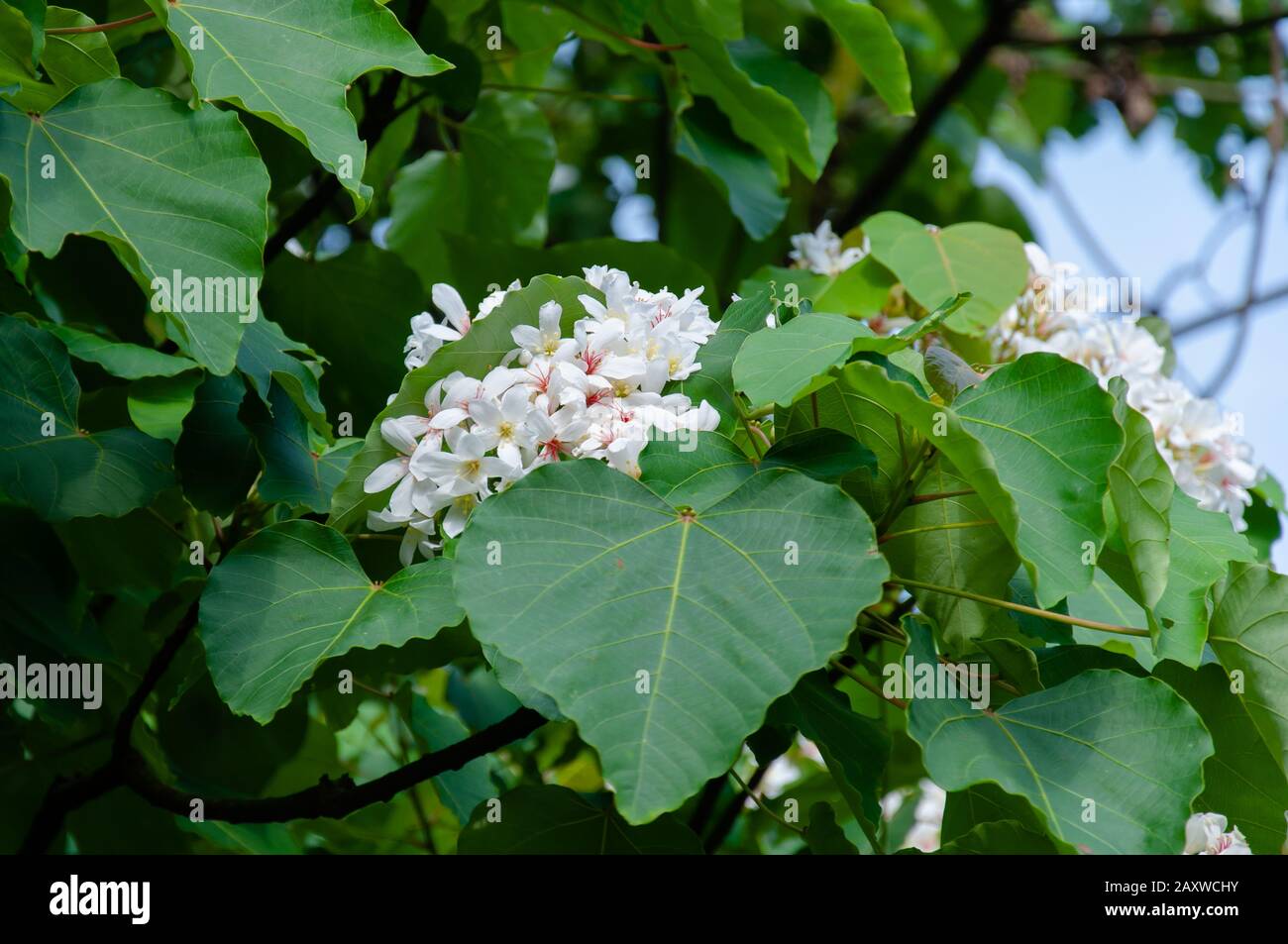 Beautiful white tung flower blooms in spring（tung tree flower） Stock ...