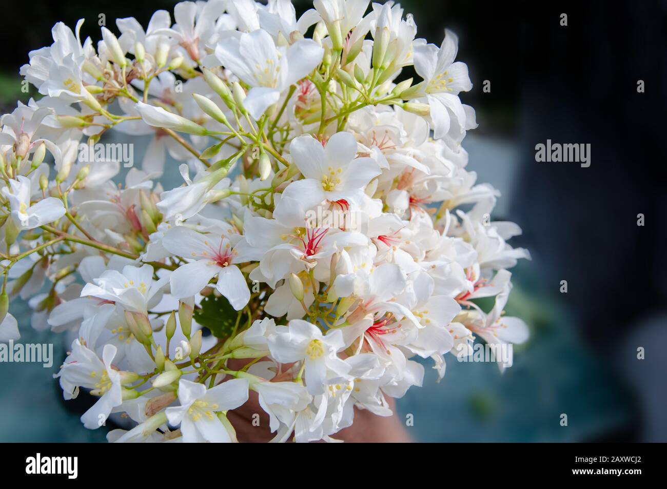 Tung blossom tree hi-res stock photography and images - Alamy