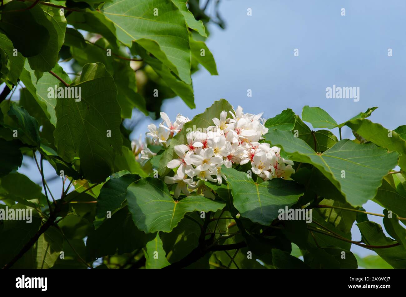 Tung tree hi-res stock photography and images - Alamy