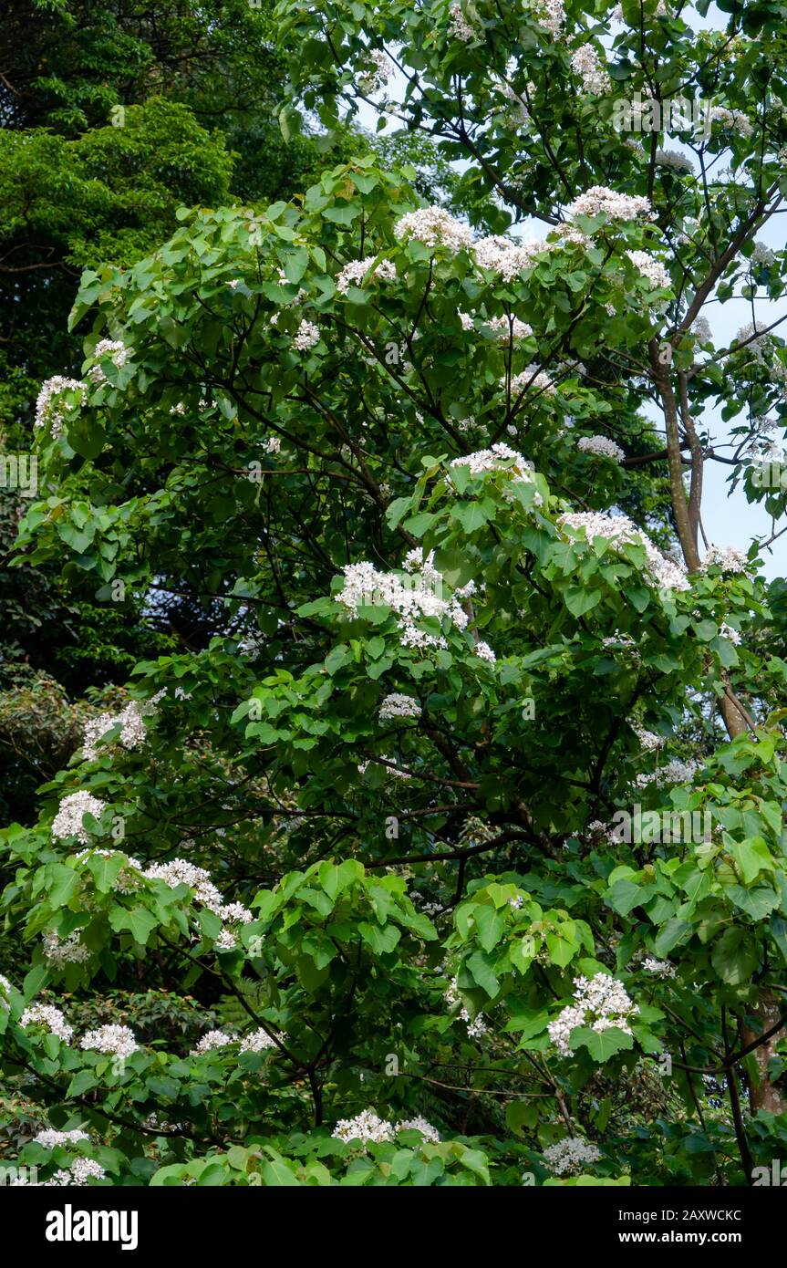 Beautiful white tung flower blooms in spring（tung tree flower） Stock ...