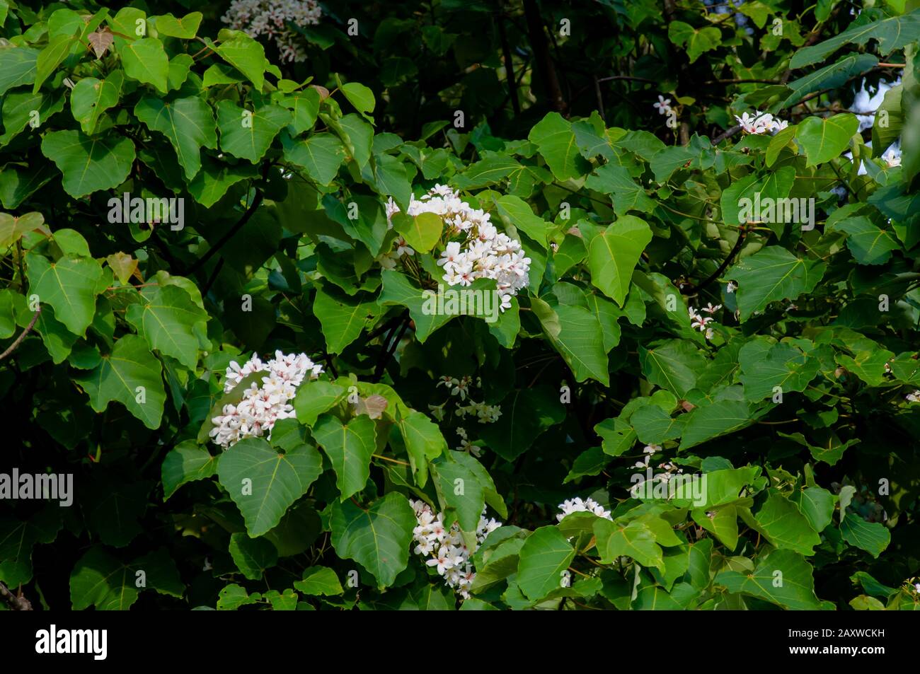 Beautiful white tung flower blooms in spring（tung tree flower） Stock ...