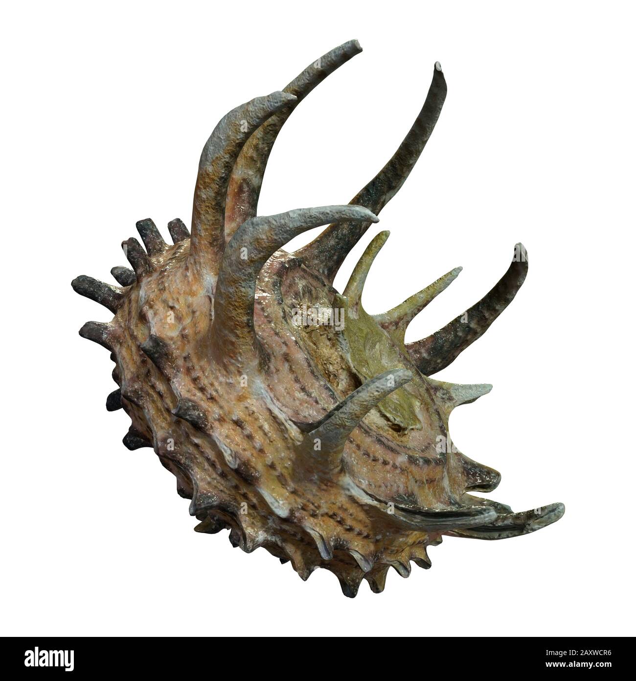 3D rendering of a sea shell Angaria delphinus or common delphinula ...