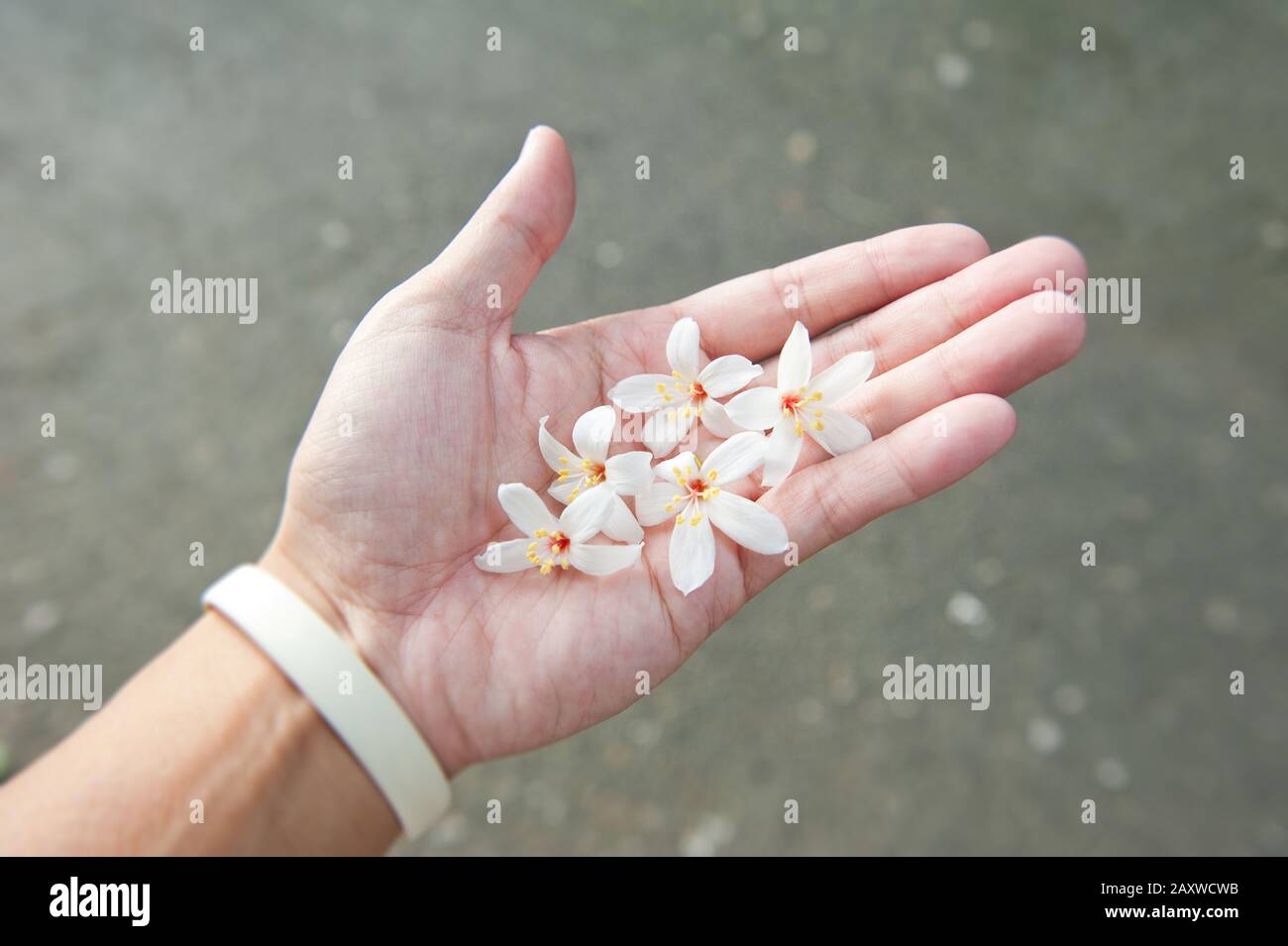 Hand holding white beautiful tung flower in tung flower season Stock ...