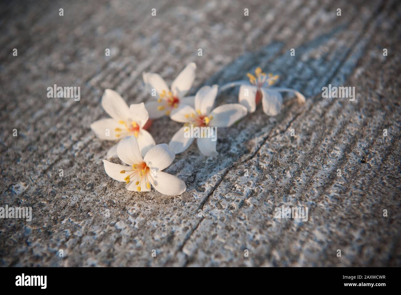 White tung flower falling on the ground, tung flower blooming season ...