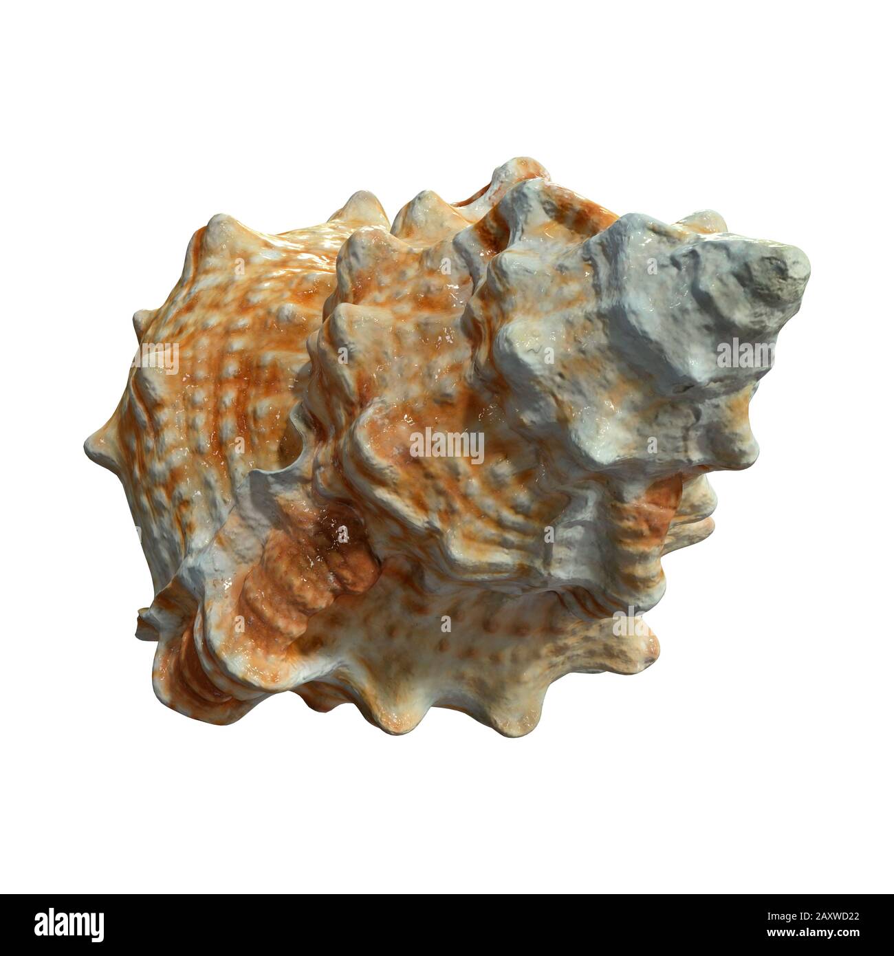 3D rendering of a sea shell Muricidae isolated on white background ...