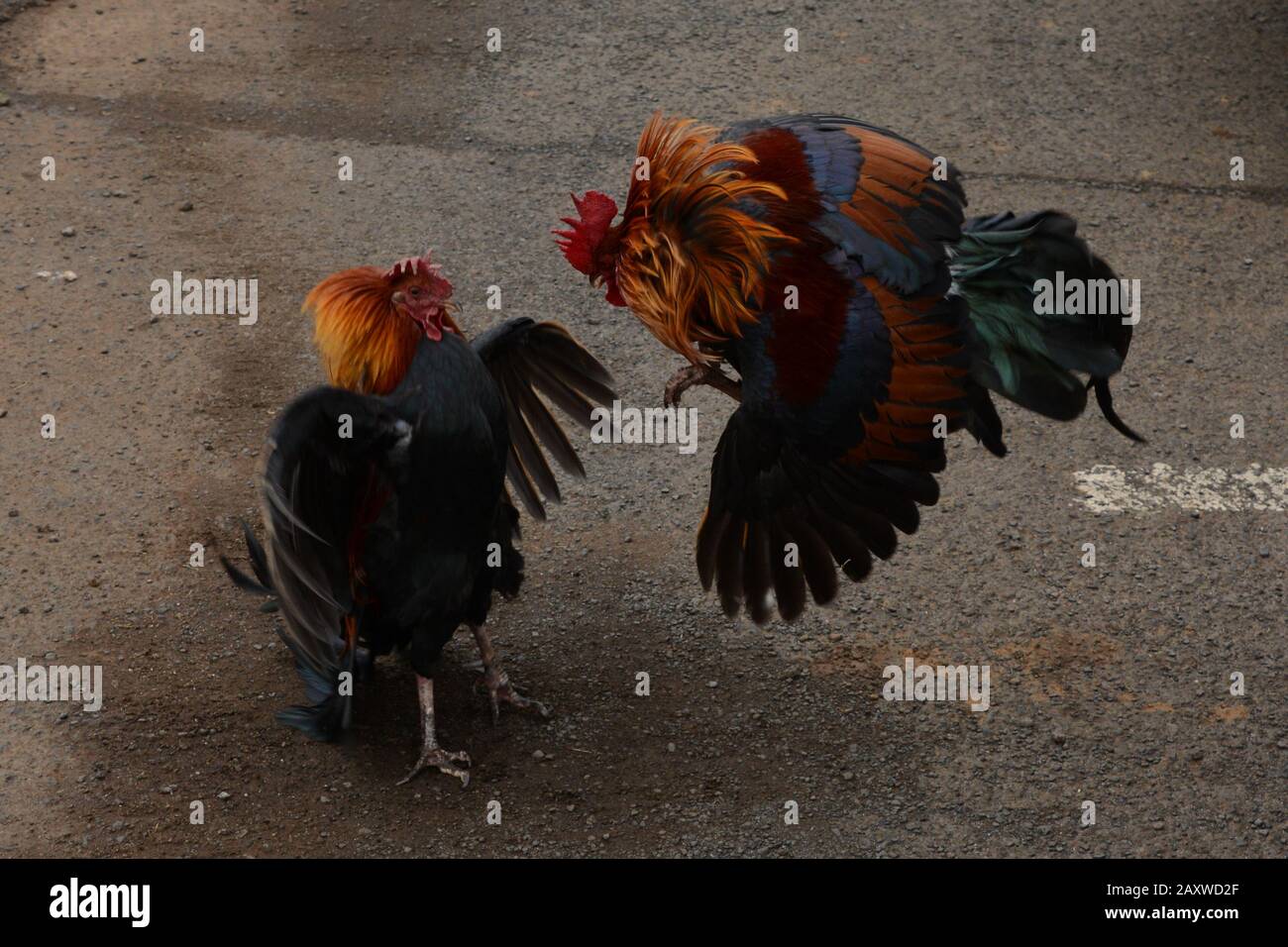 Conflict between two roosters in Kauai, Hawaii Stock Photo - Alamy