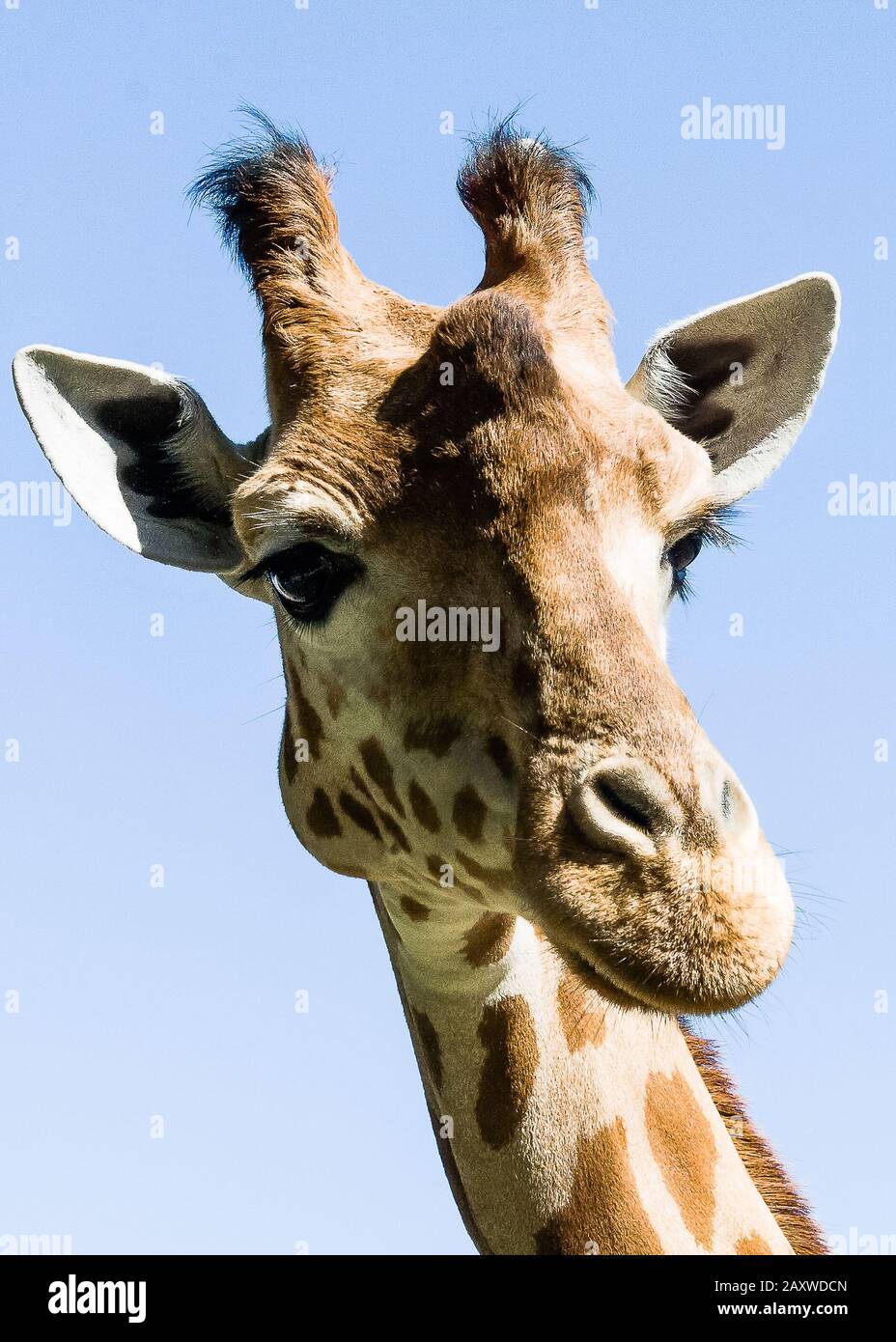 Horns smile hi-res stock photography and images - Alamy