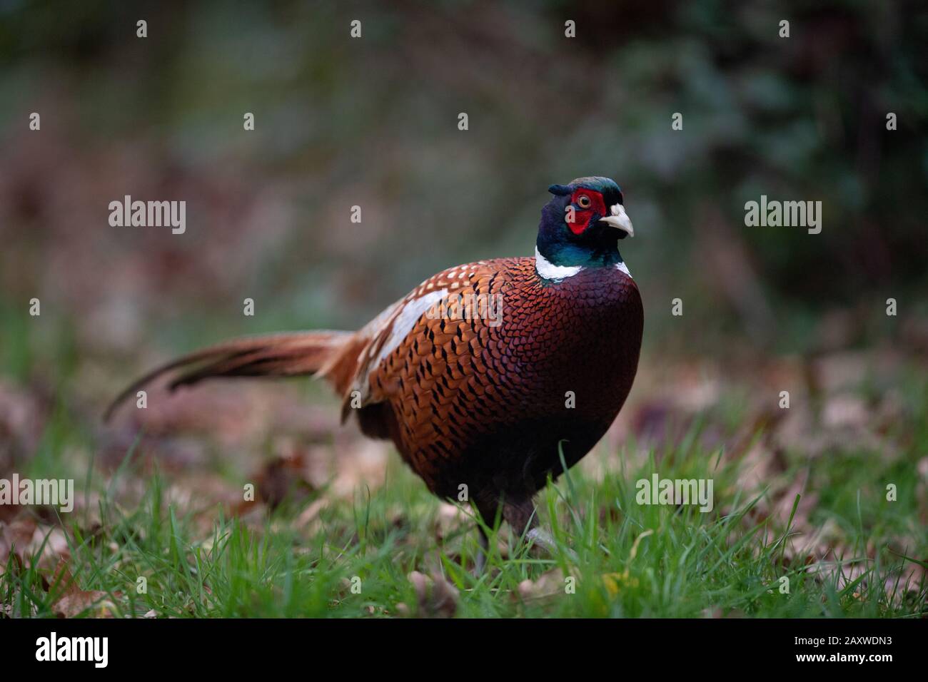 Close-up image of a male ring neck Pheasant walking on grass with ...