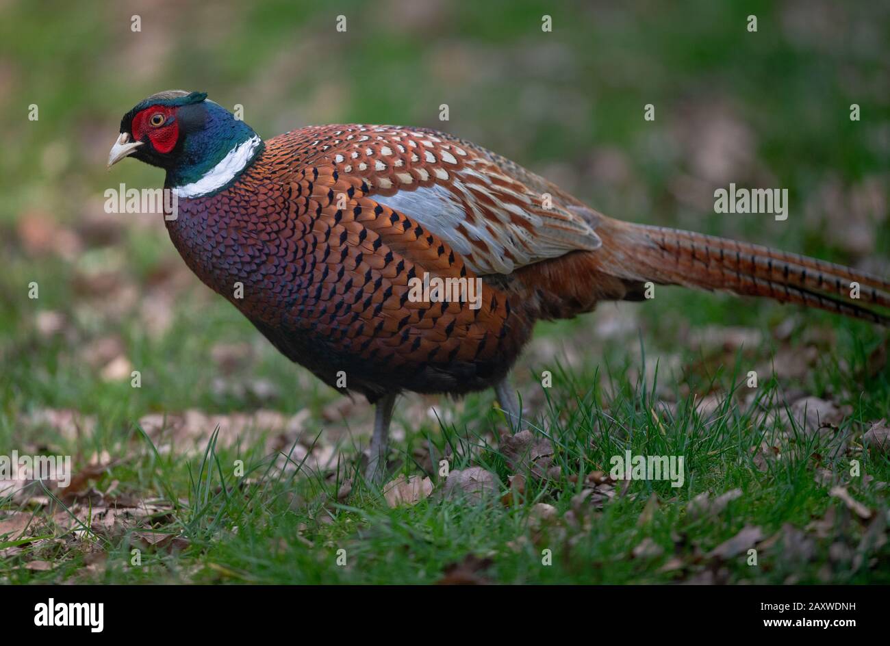 Close-up image of a male ring neck Pheasant walking on grass with ...
