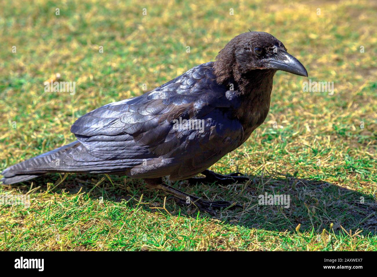 close up of an Australian raven on the grass, Murramarang National Park ...