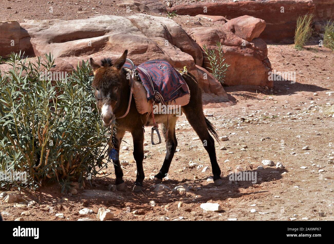 Isolated donkey wearing traditional clothes in Petra, Jordan Stock ...