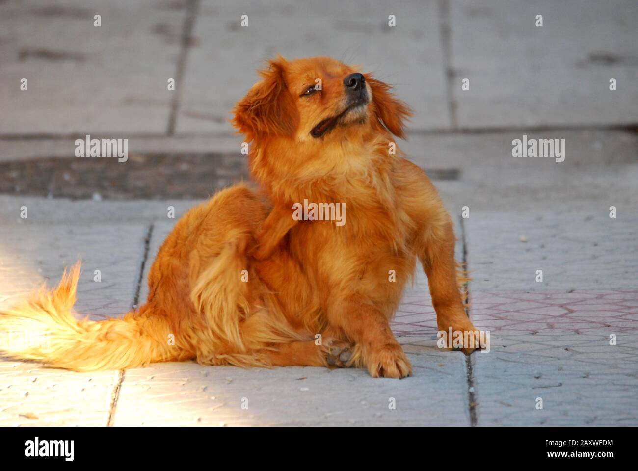 Brown dog tick hi-res stock photography and images - Alamy
