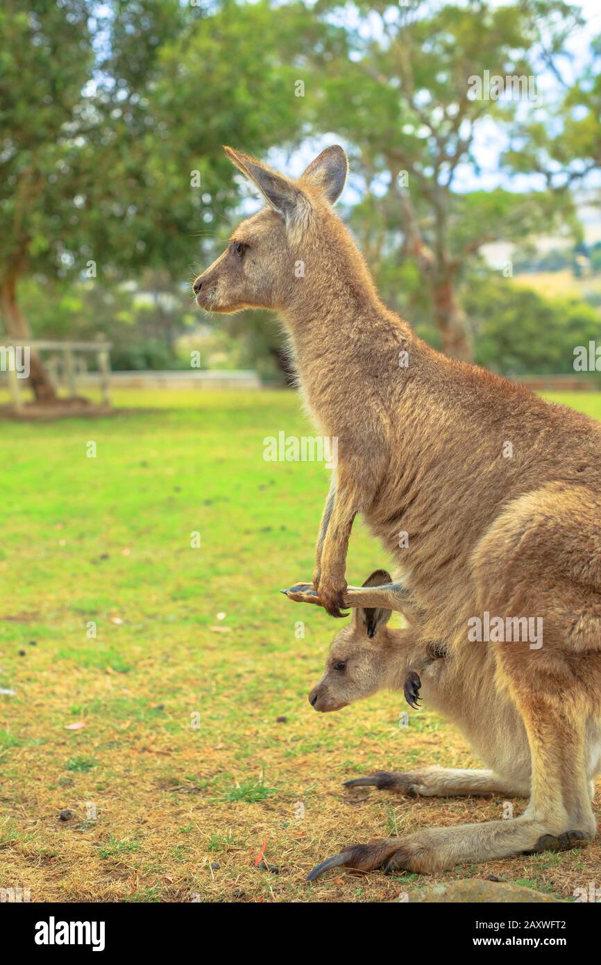 Side view of kangaroo with a joey in a pocket, Macropus rufus, in ...