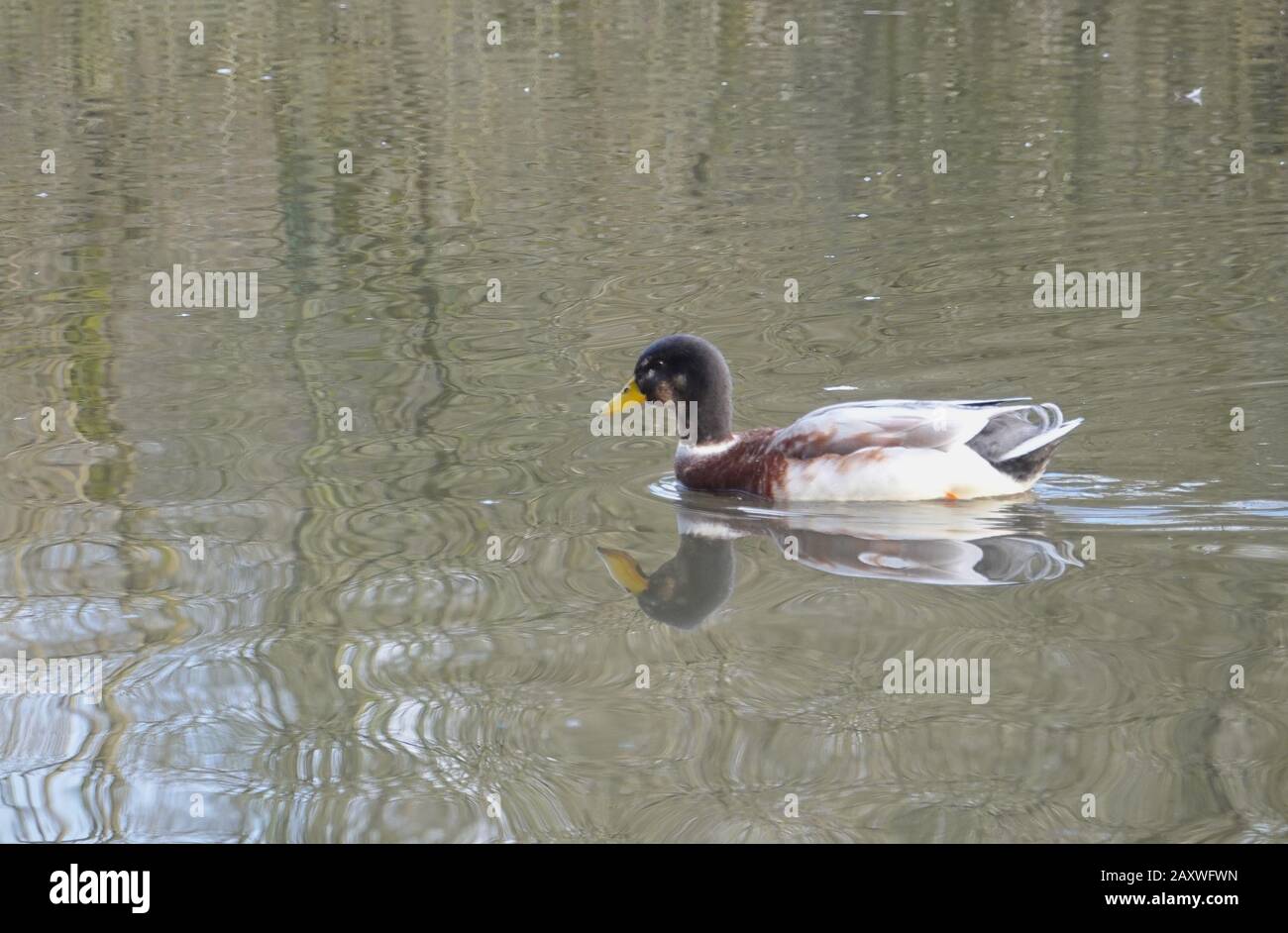 A male mallard in the New Mills Nature Reserve, High Peak, Derbyshire ...