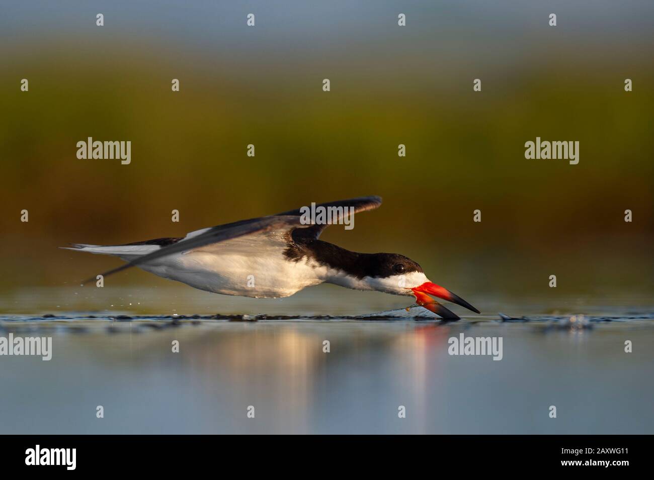 Black Skimmer flies low over the water dragging its bill in the water ...