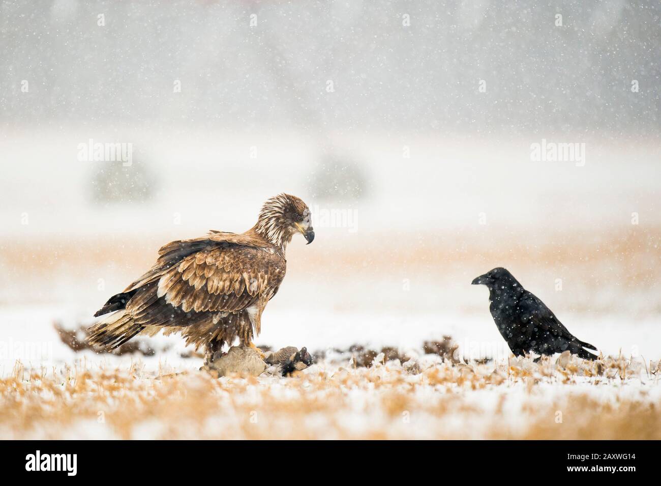 A Common Raven on the ground in an open field with a juvenile Bald ...