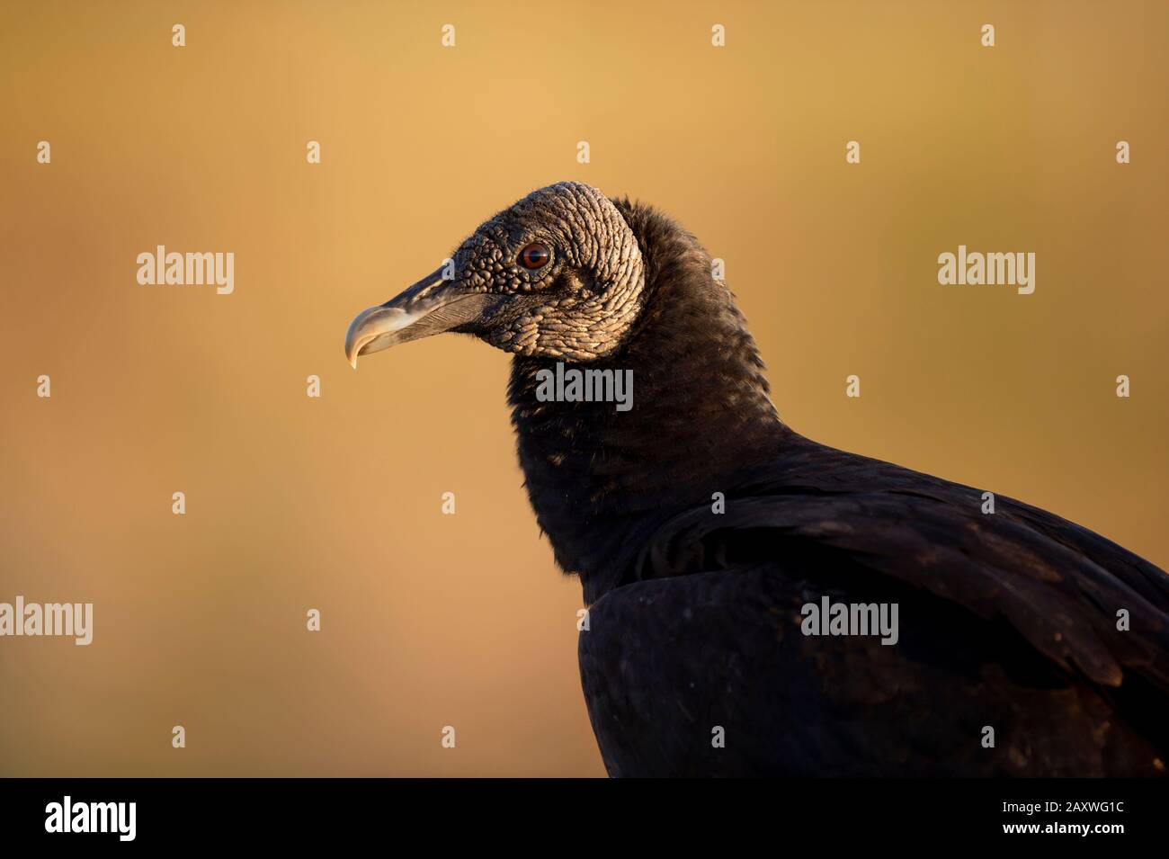 Vulture Head Skin High Resolution Stock Photography and Images - Alamy